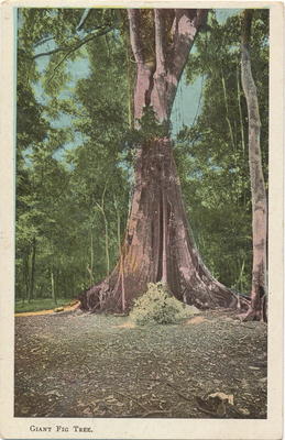 Postcard: "Giant Gum Tree" - Centre for Gold Rush Collections
